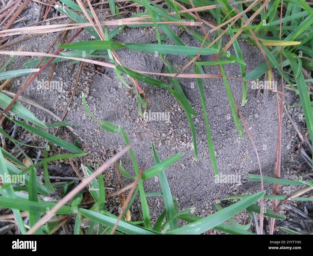 Buren's Pyramid Ant (Dorymyrmex bureni Stock Photo - Alamy