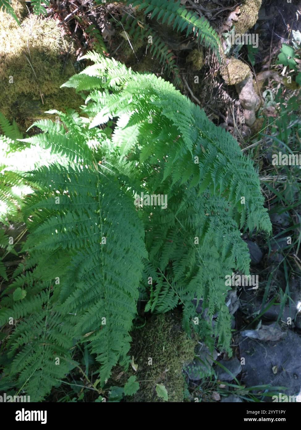 lady fern (Athyrium filix-femina Stock Photo - Alamy