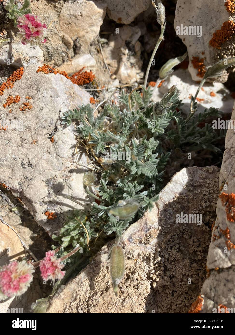 parry's oxytrope (Oxytropis parryi Stock Photo - Alamy