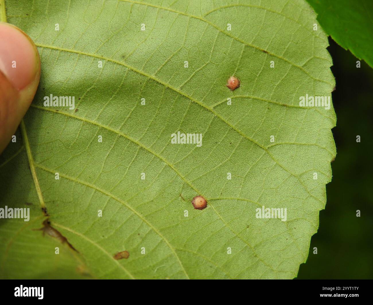 Hickory Bullet Gall Midge (Caryomyia tubicola Stock Photo - Alamy