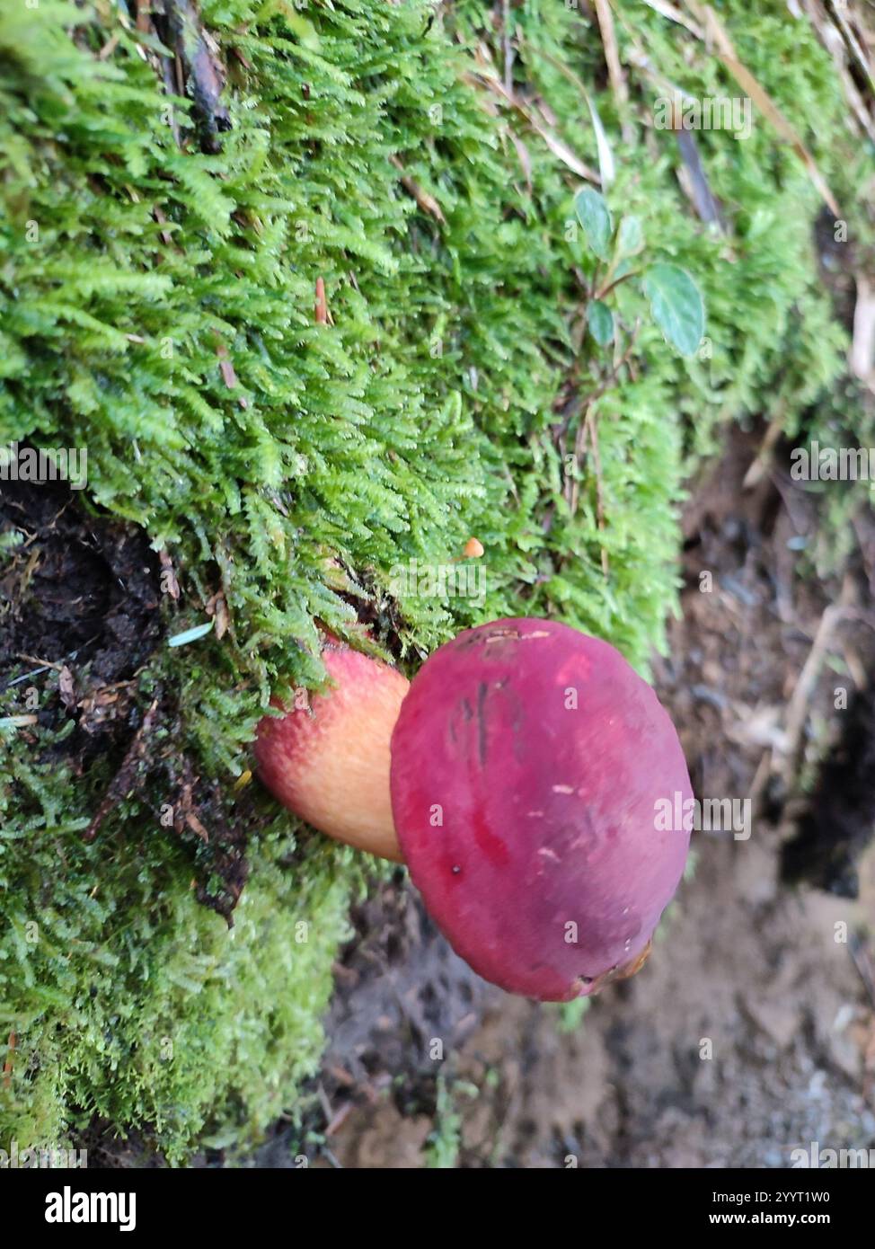 rhubarb bolete (Boletellus obscurecoccineus Stock Photo - Alamy
