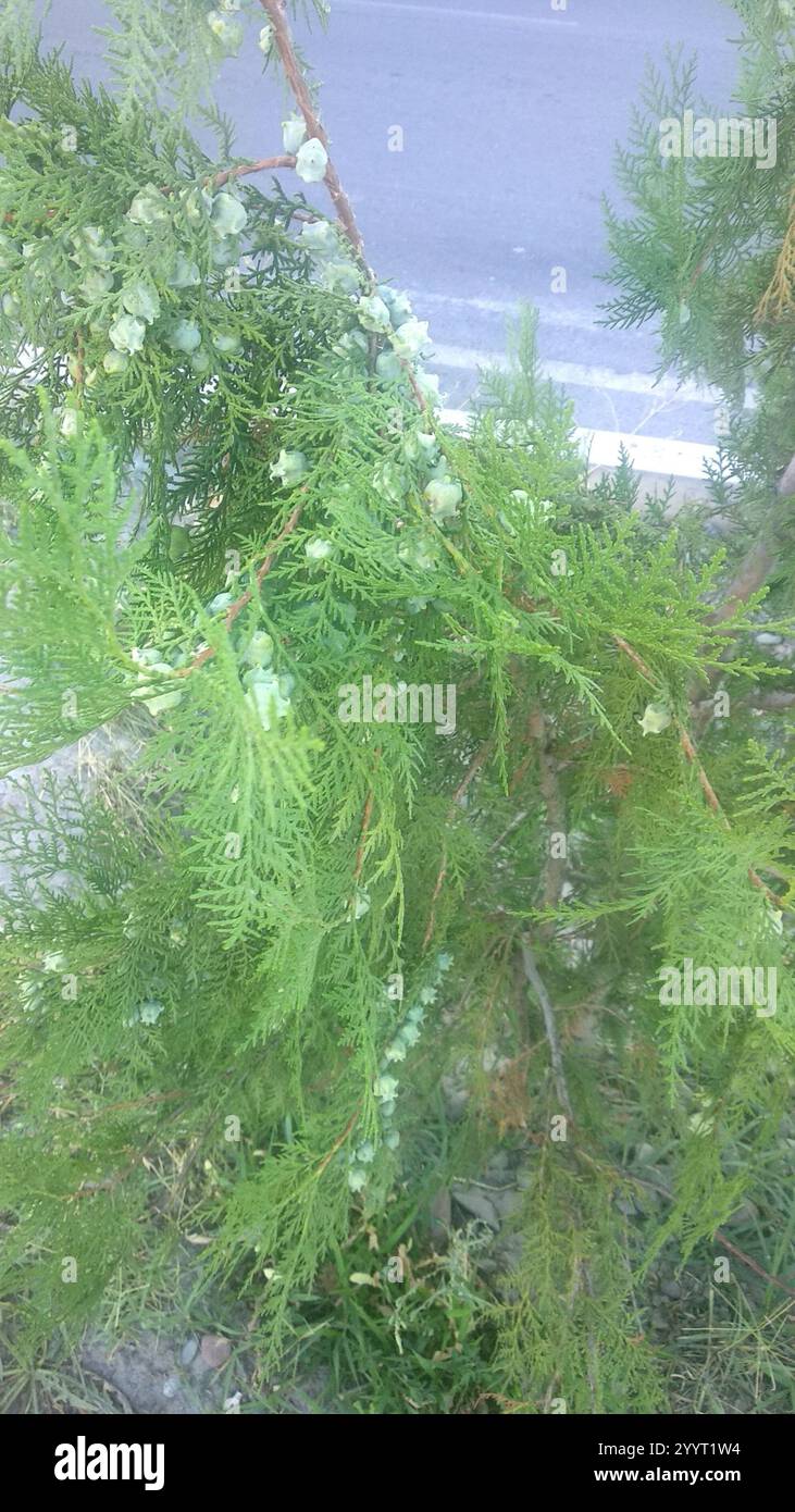 Chinese arborvitae (Platycladus orientalis Stock Photo - Alamy