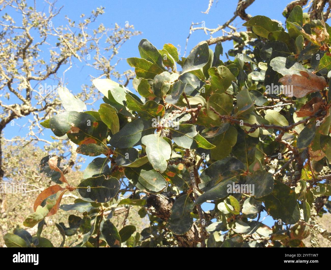 blue oak (Quercus douglasii Stock Photo - Alamy