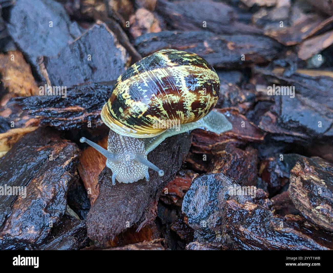 Garden Snail (Cornu aspersum Stock Photo - Alamy