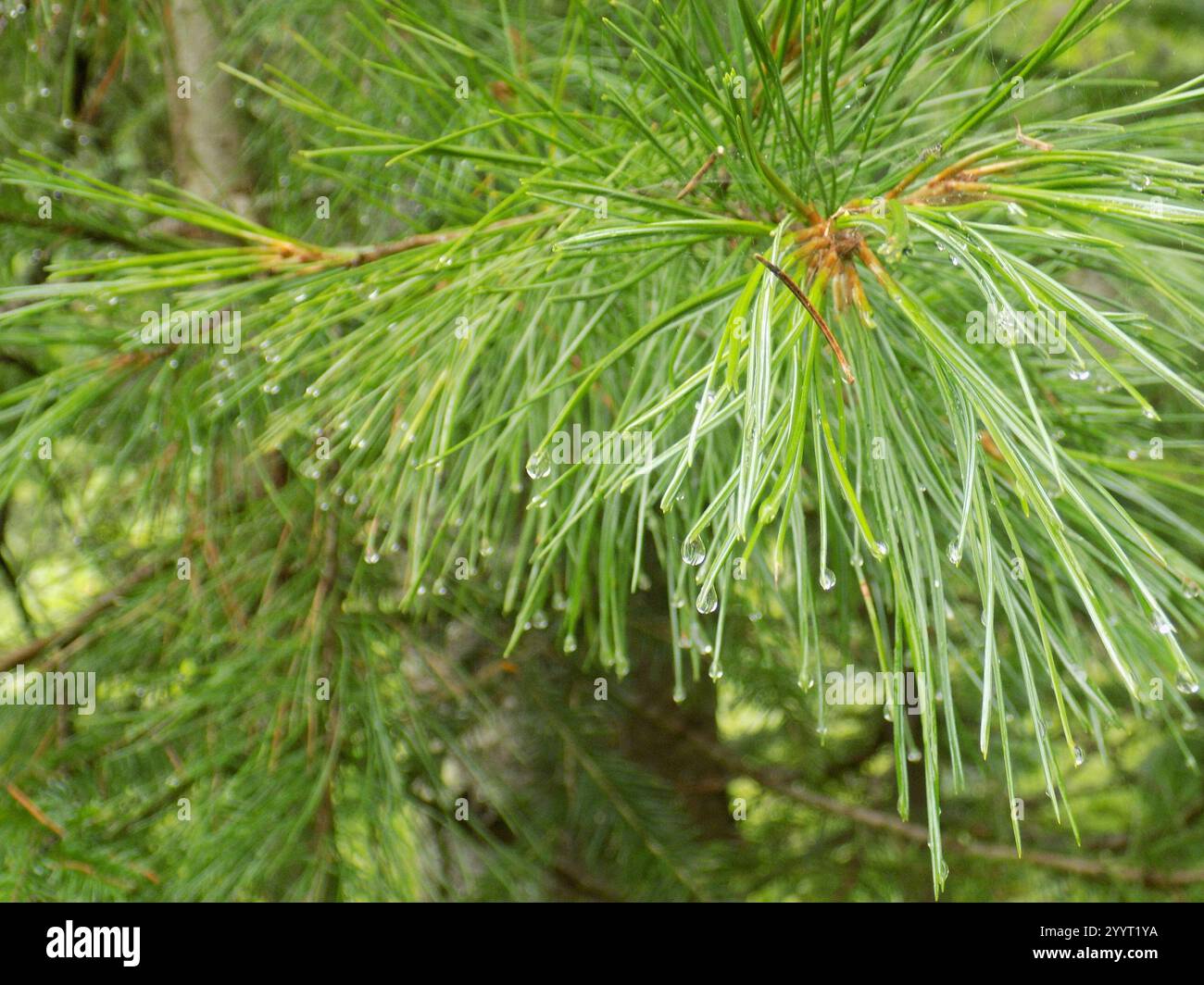 Siberian pine (Pinus sibirica Stock Photo - Alamy