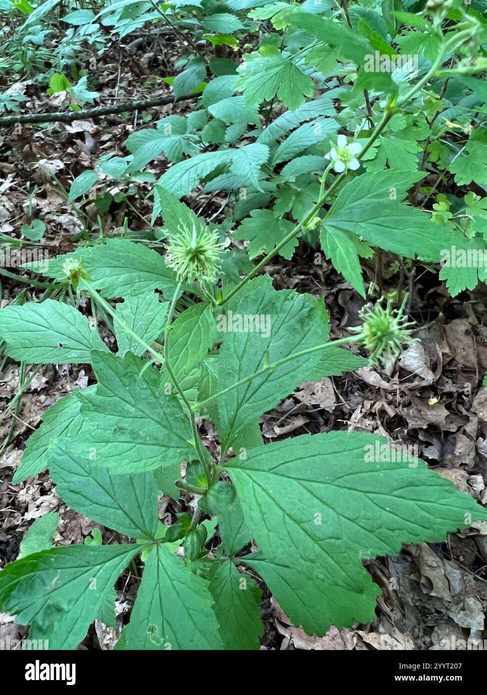 white avens (Geum canadense Stock Photo - Alamy