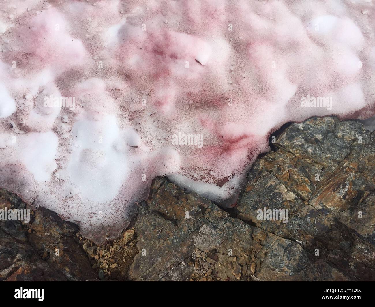 watermelon snow (Chlamydomonas nivalis Stock Photo - Alamy