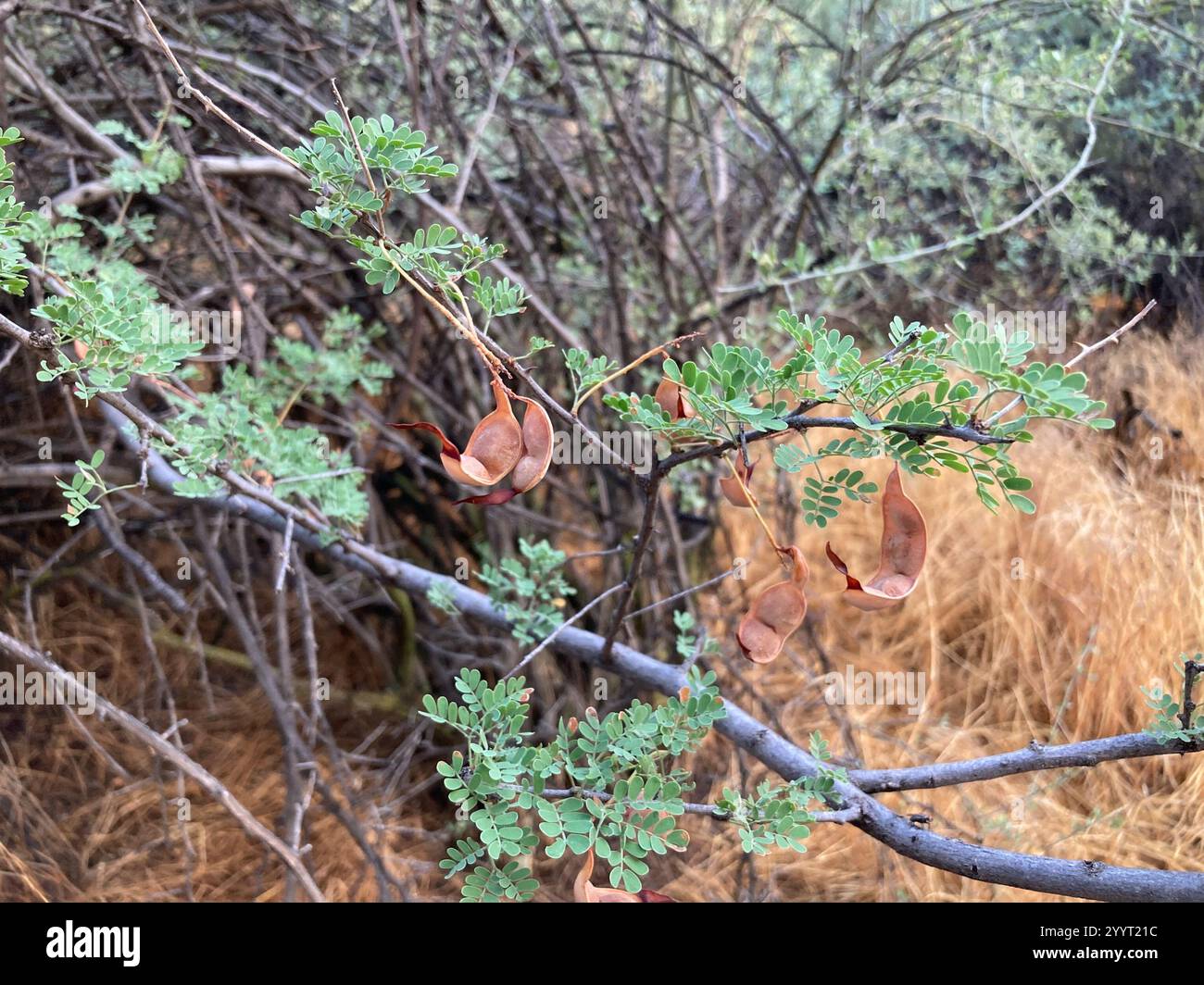 Catclaw acacia (acacia greggii) hi-res stock photography and images - Alamy