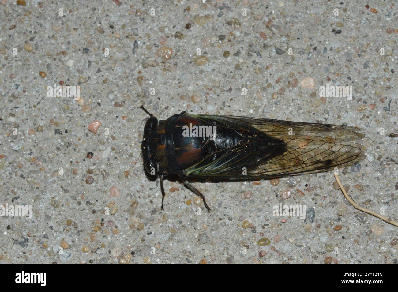 Lyric Cicada (Neotibicen lyricen Stock Photo - Alamy