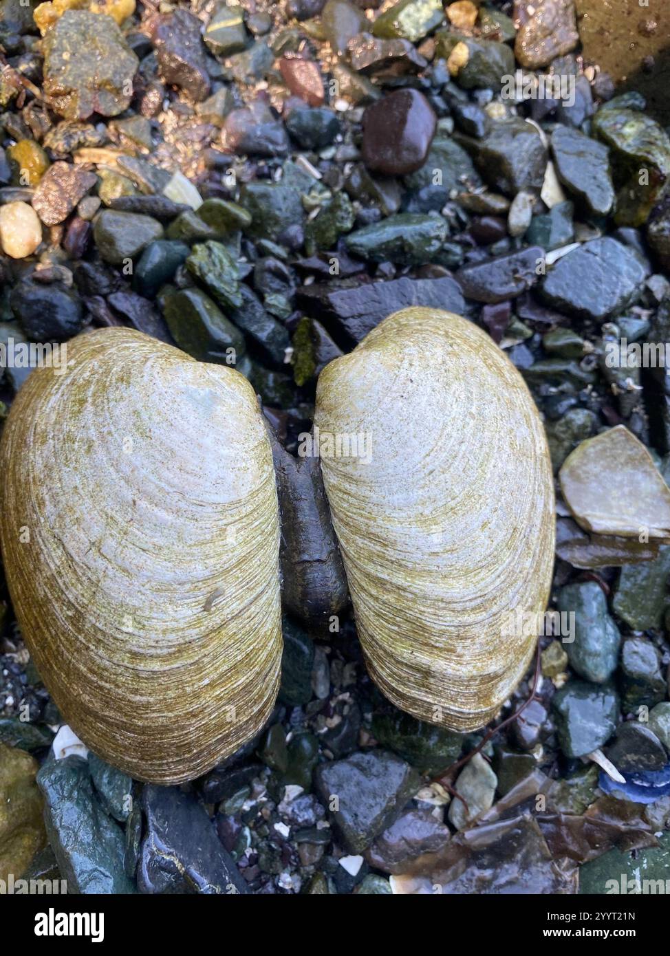 Butter Clam (Saxidomus gigantea Stock Photo - Alamy