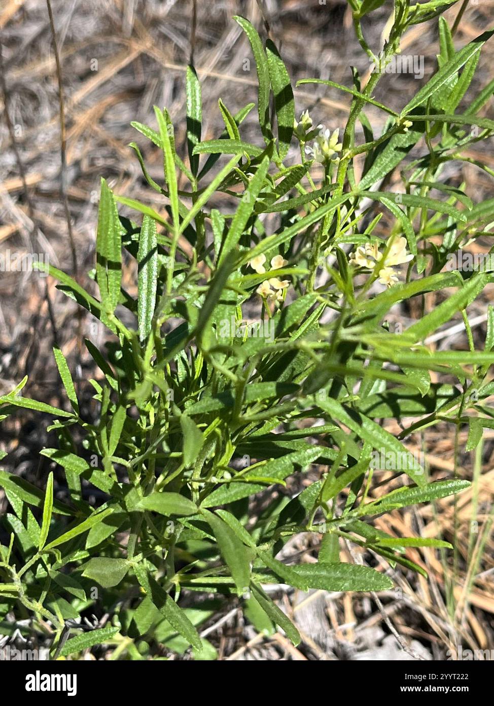 Lance-leaved scurf-pea (Ladeania lanceolata Stock Photo - Alamy