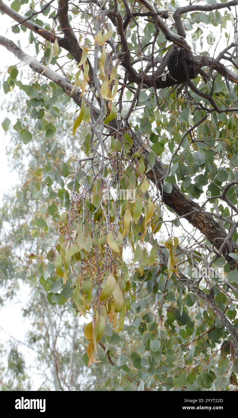 Box Mistletoe (Amyema miquelii Stock Photo - Alamy