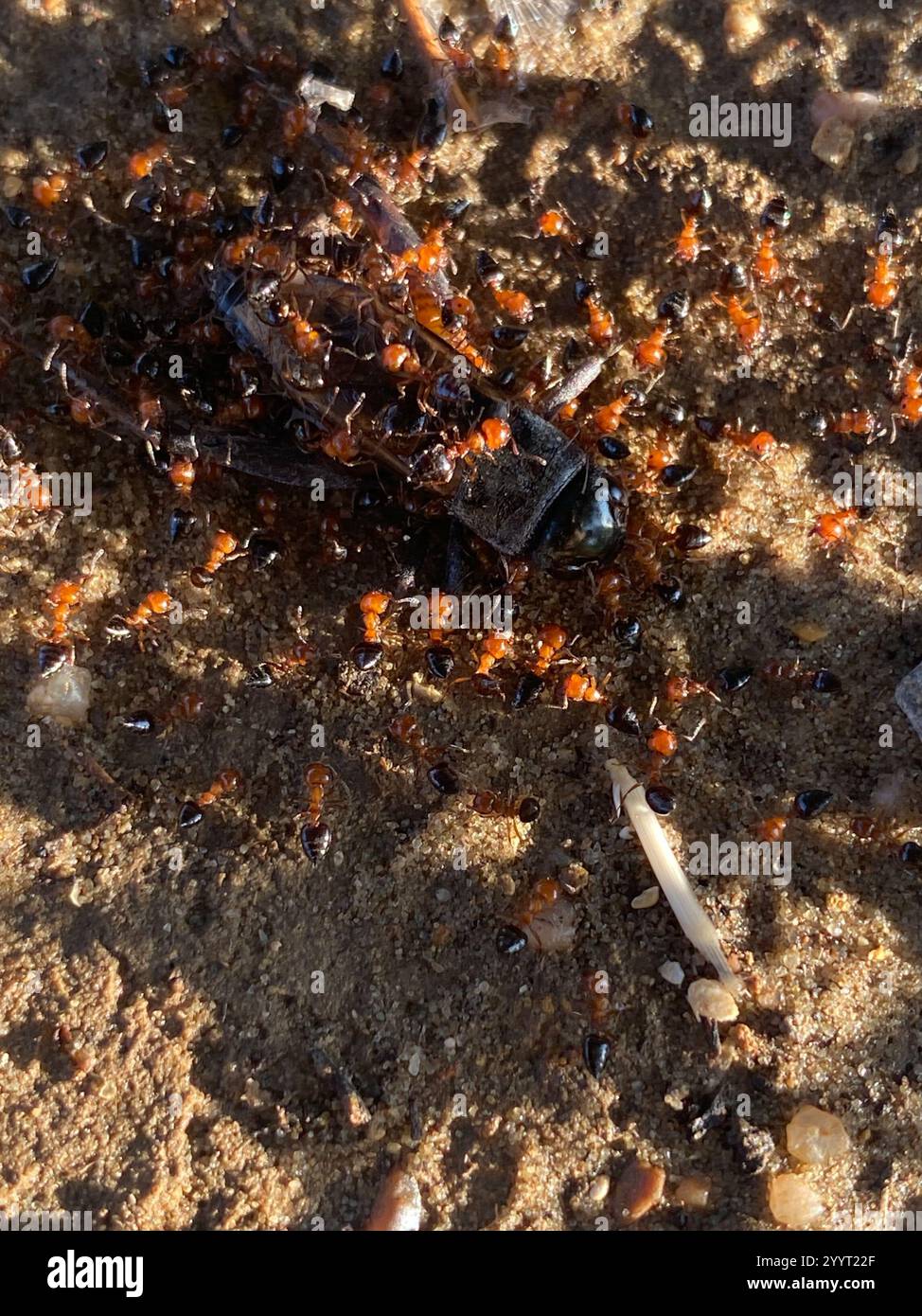 Shiny Acrobat Ant (Crematogaster laeviuscula Stock Photo - Alamy