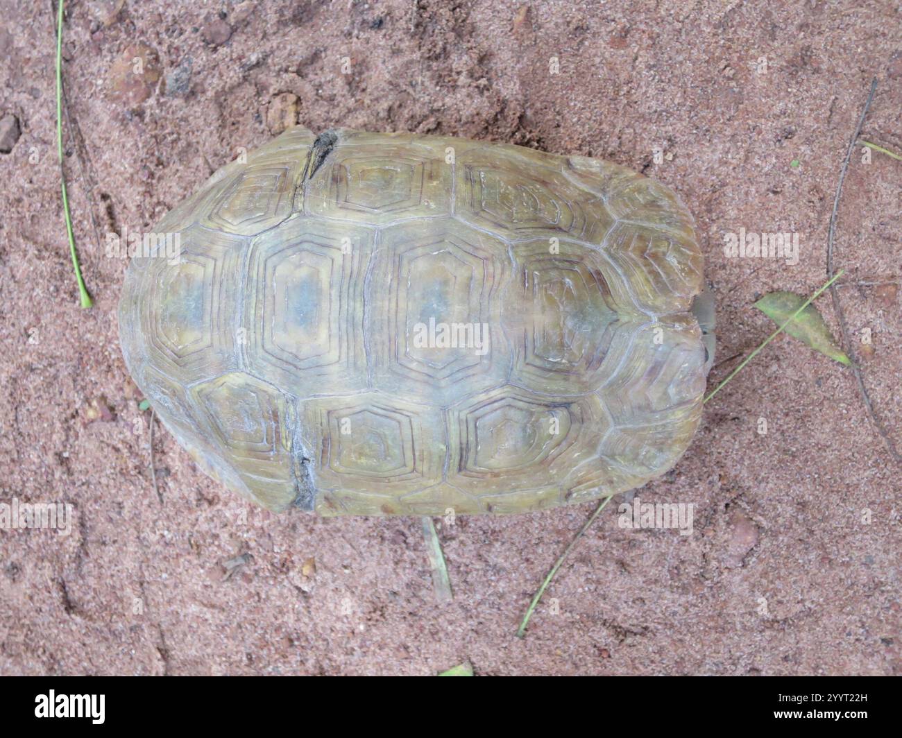 Western hinge-back tortoise (Kinixys nogueyi Stock Photo - Alamy
