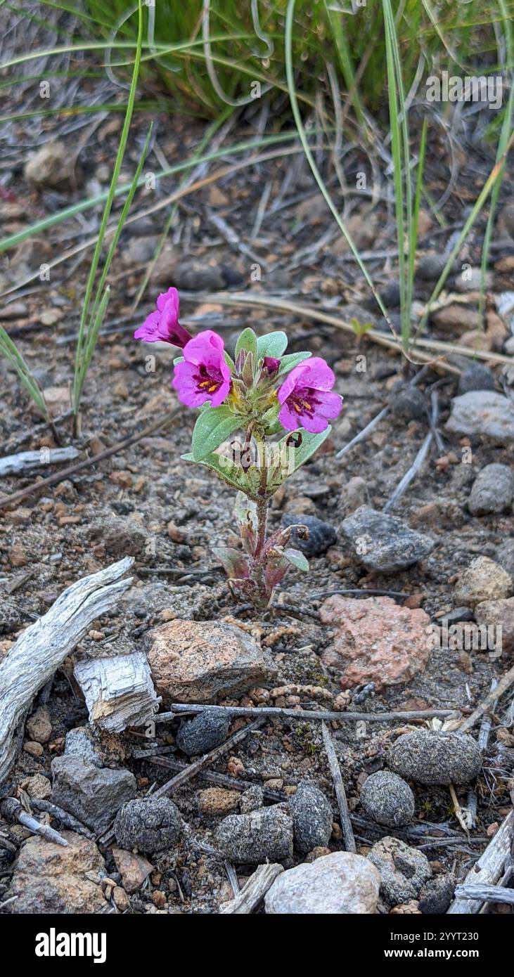 Dwarf Purple Monkeyflower (Diplacus nanus Stock Photo - Alamy
