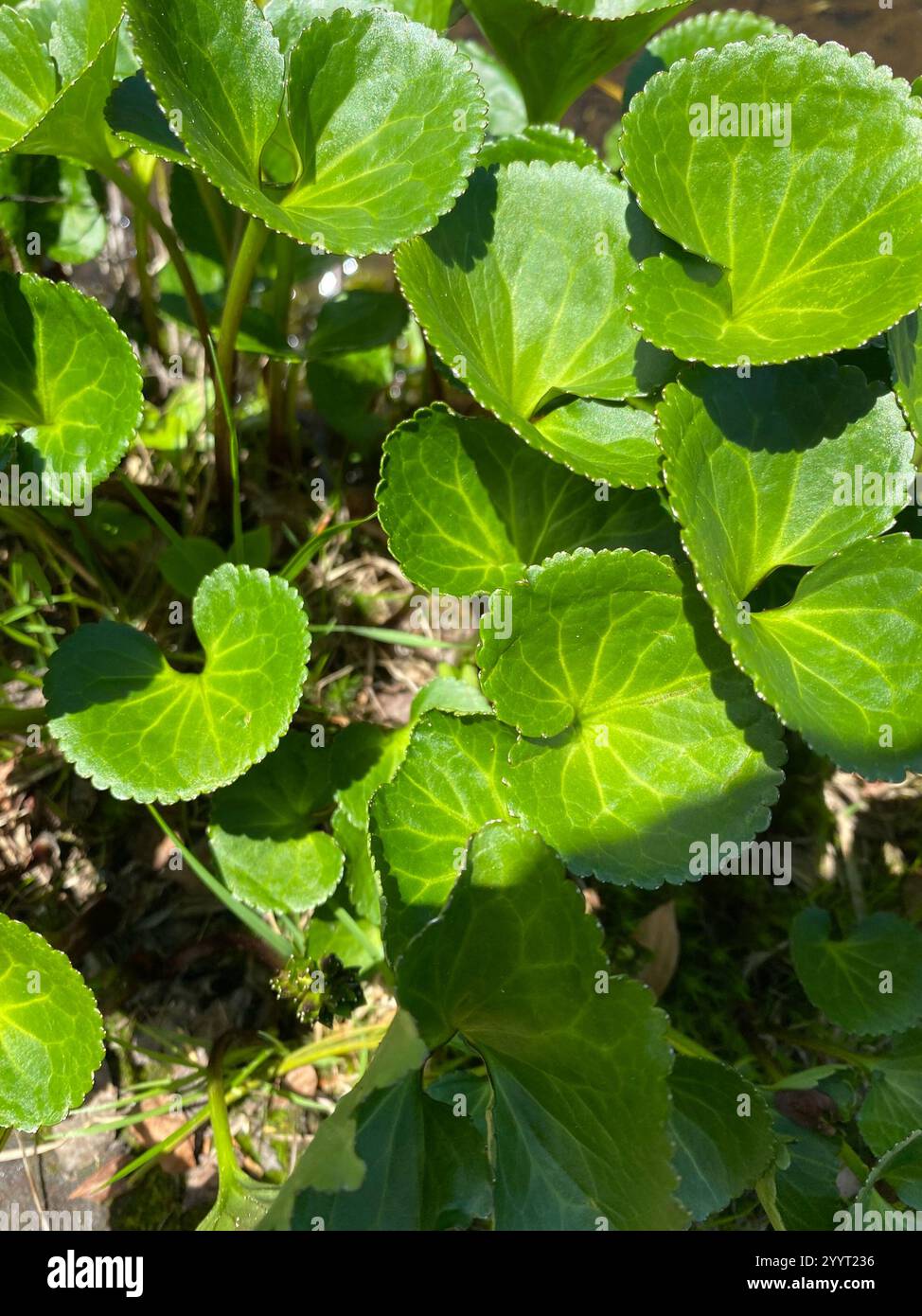 Deer-cabbage (Nephrophyllidium crista-galli Stock Photo - Alamy