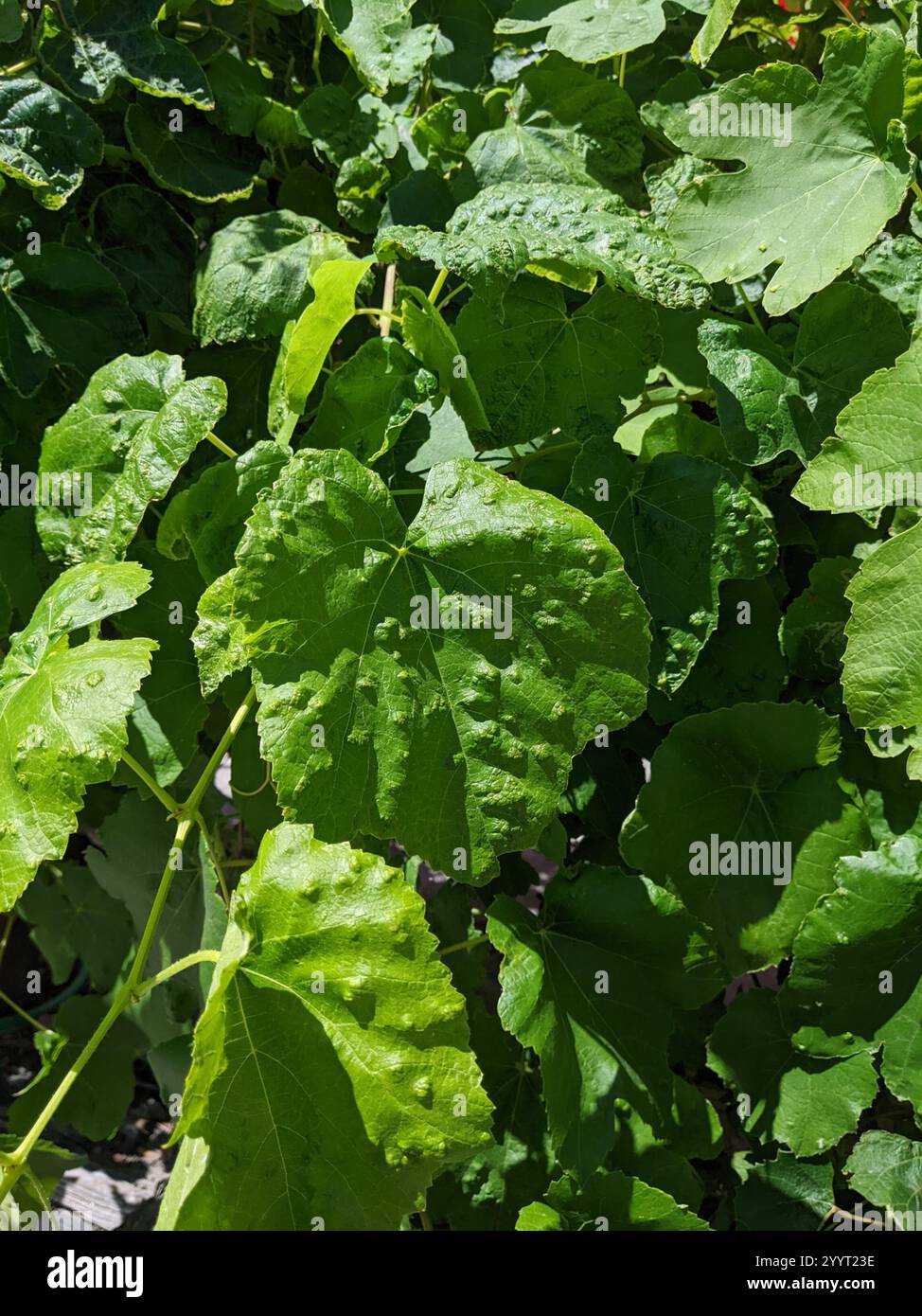 Grape Erineum Mite (Colomerus vitis Stock Photo - Alamy