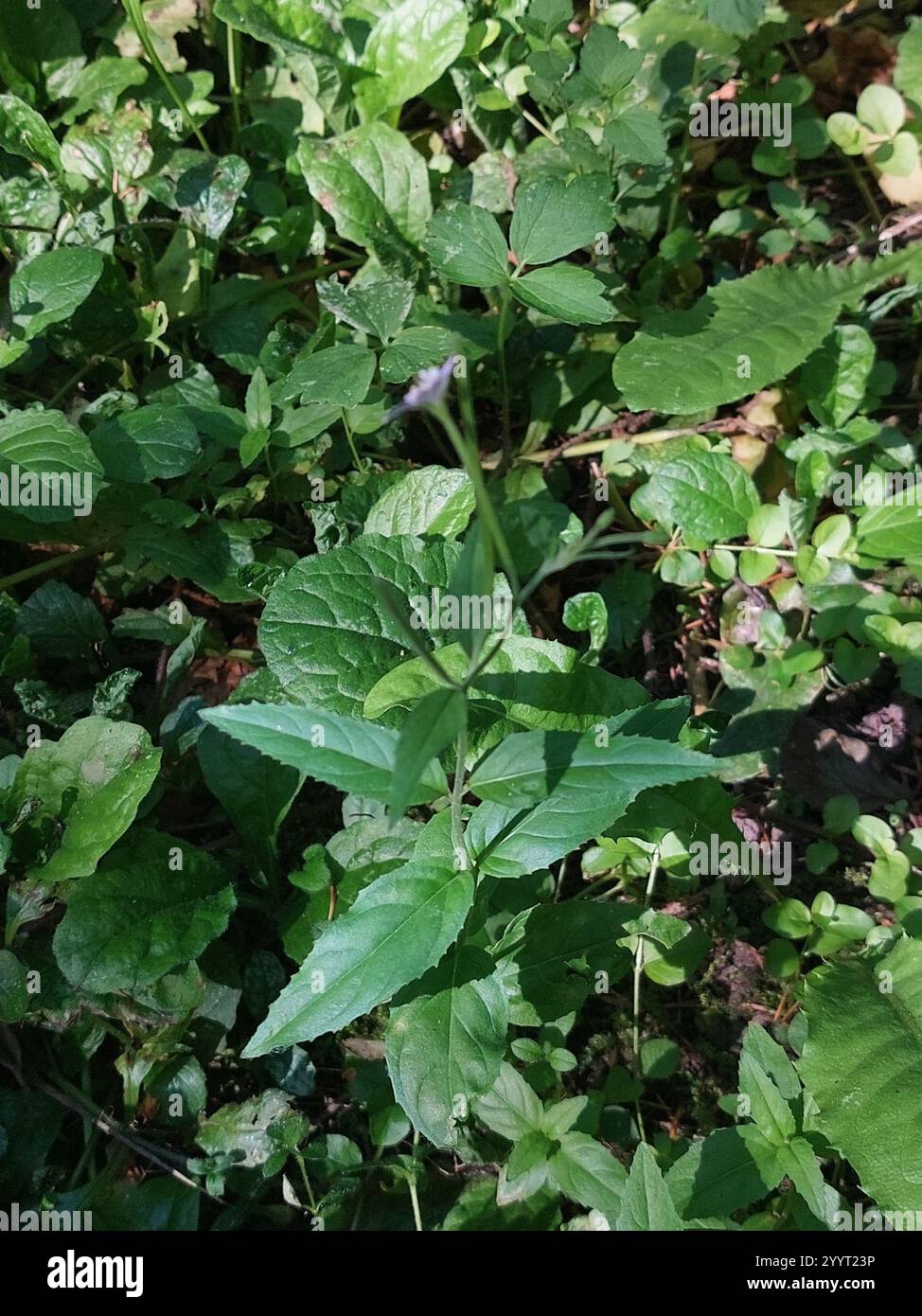 Broad-leaved Willowherb (Epilobium montanum Stock Photo - Alamy