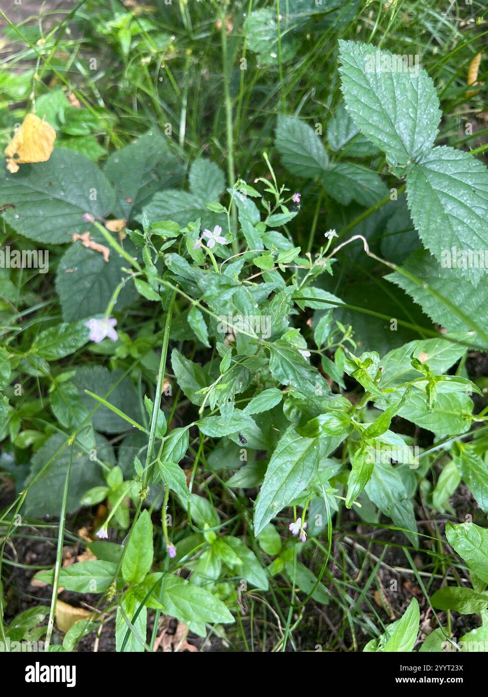 Broad-leaved Willowherb (Epilobium montanum Stock Photo - Alamy
