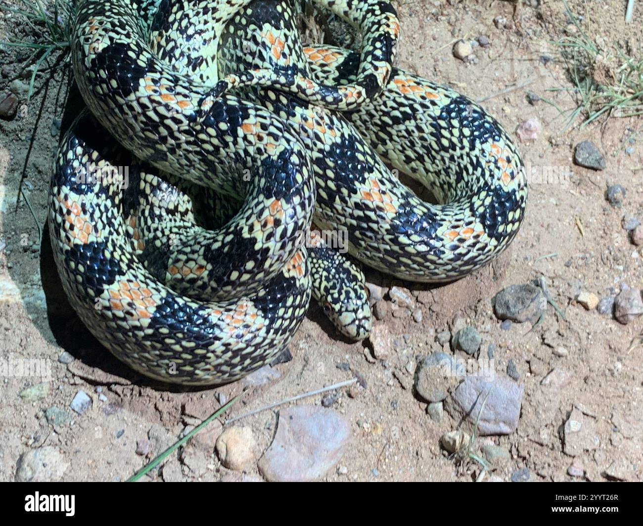 Long-nosed Snake (Rhinocheilus lecontei Stock Photo - Alamy