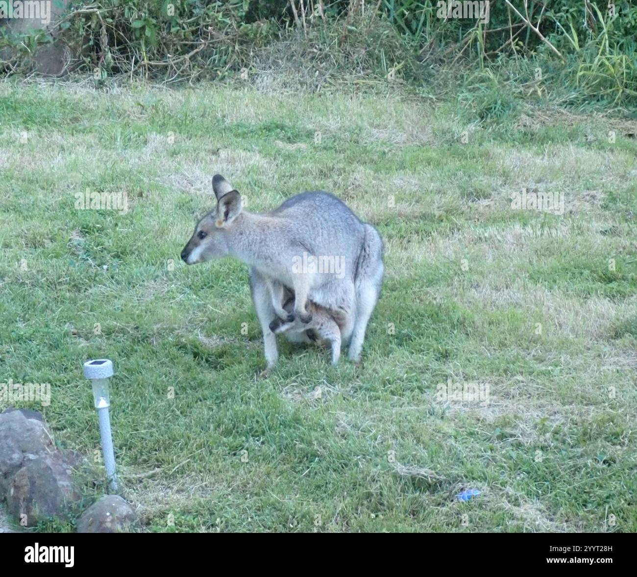 Red-necked Wallaby (Notamacropus rufogriseus Stock Photo - Alamy