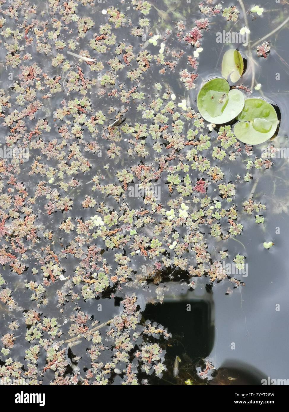 water fern (Azolla filiculoides Stock Photo - Alamy