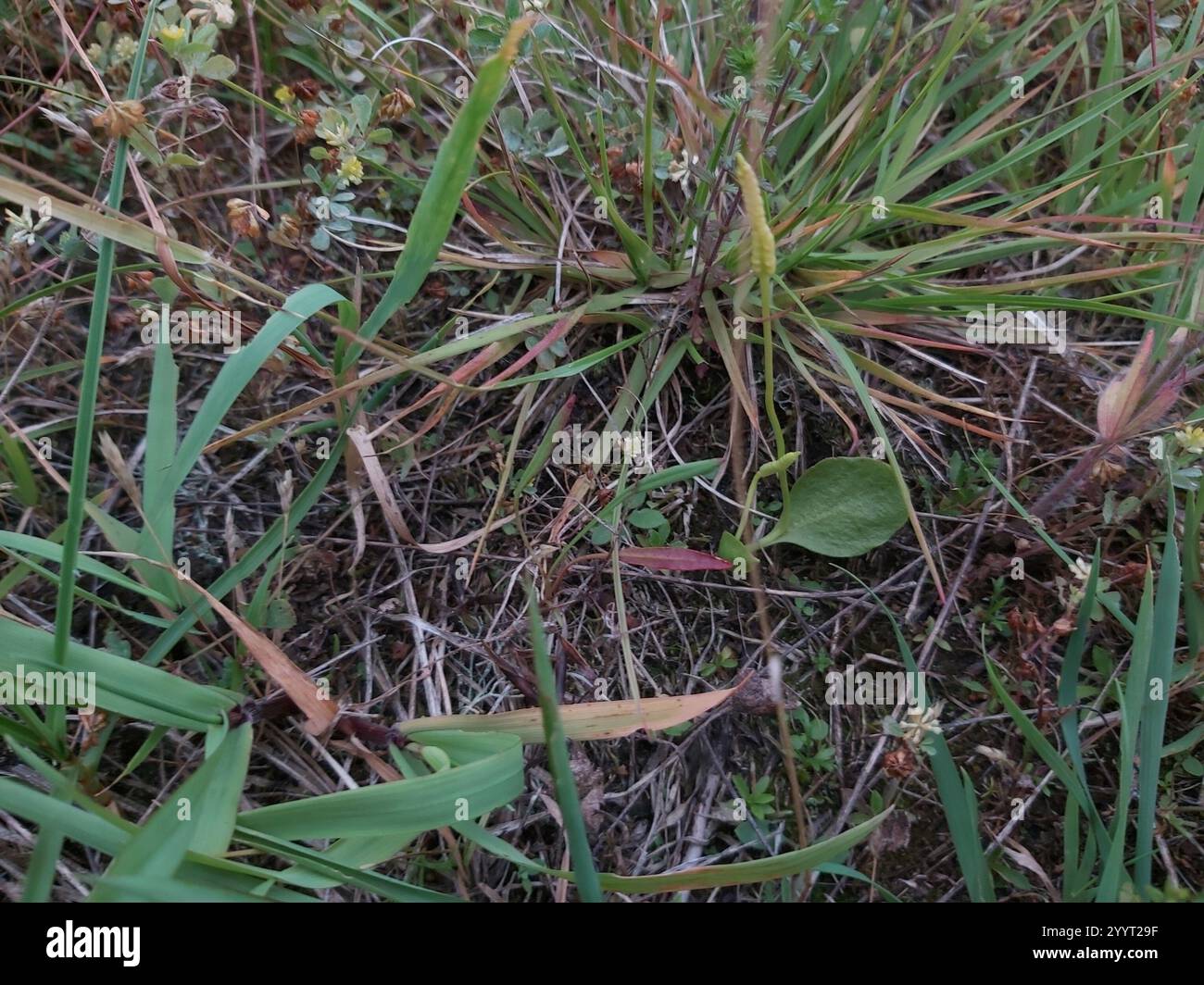 southern adder's-tongue (Ophioglossum vulgatum Stock Photo - Alamy
