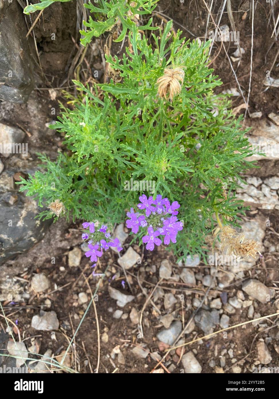 Dakota mock vervain (Glandularia bipinnatifida Stock Photo - Alamy