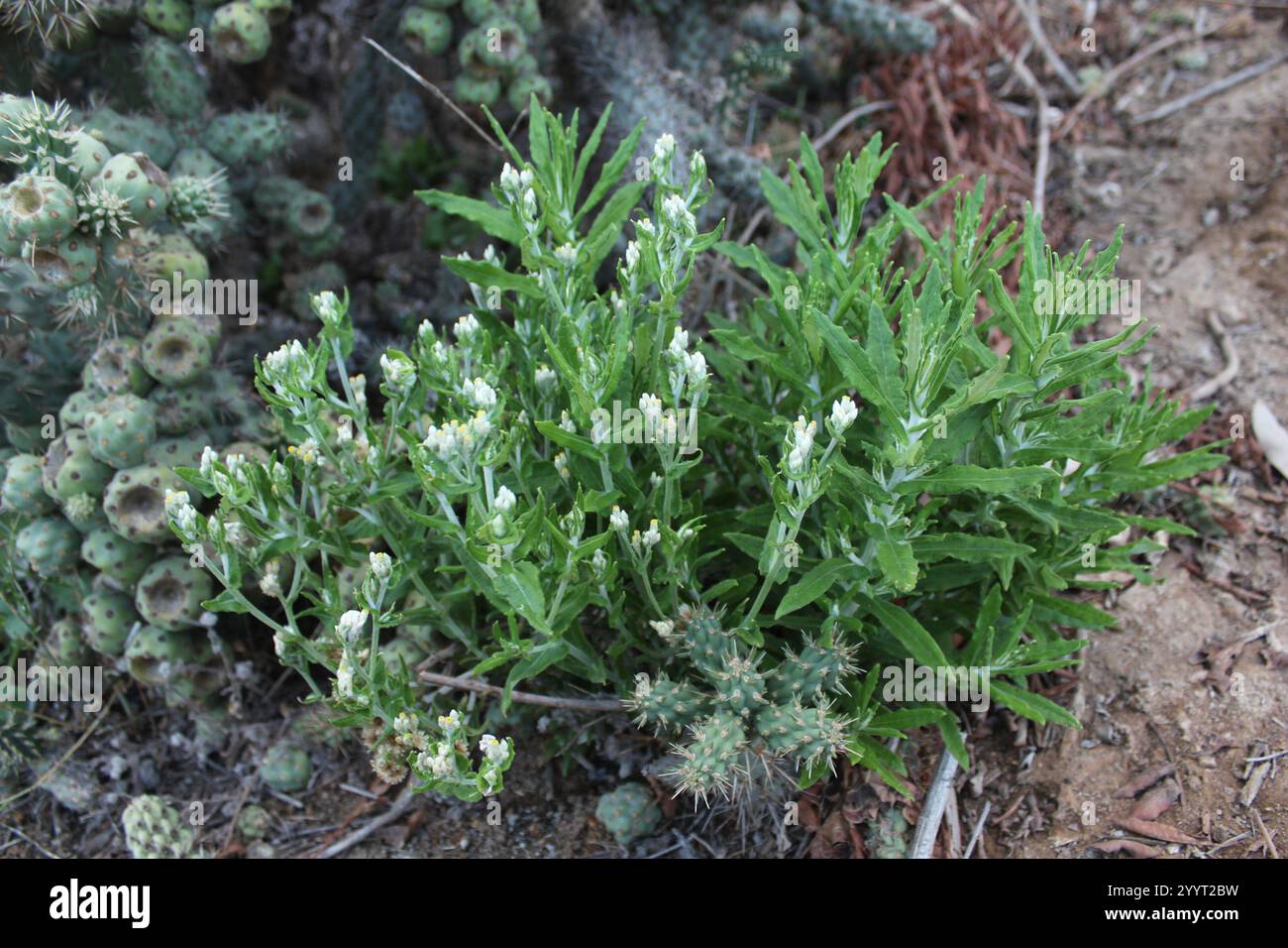 two-color rabbit tobacco (Pseudognaphalium biolettii Stock Photo - Alamy