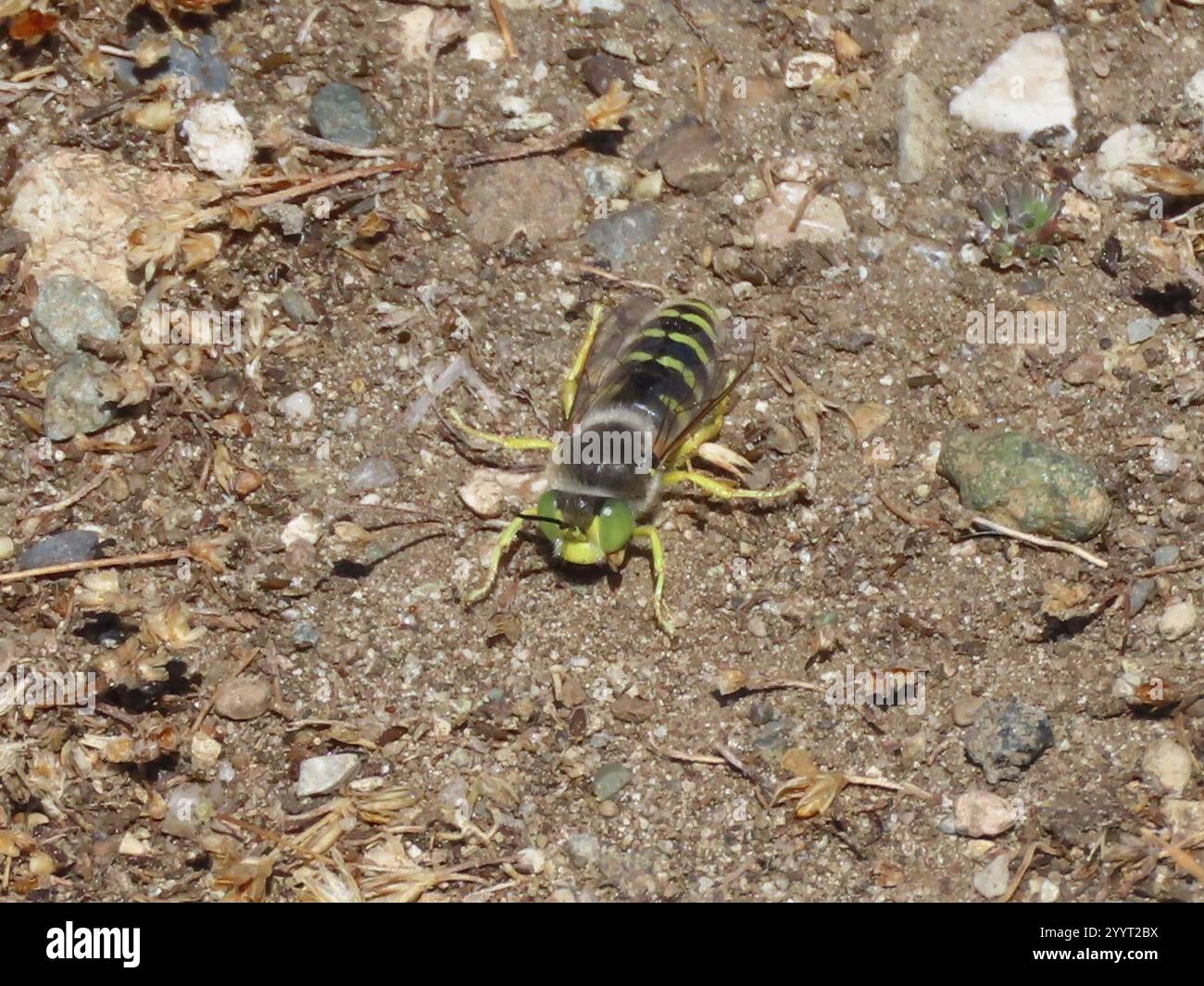 American Sand Wasp (Bembix americana Stock Photo - Alamy