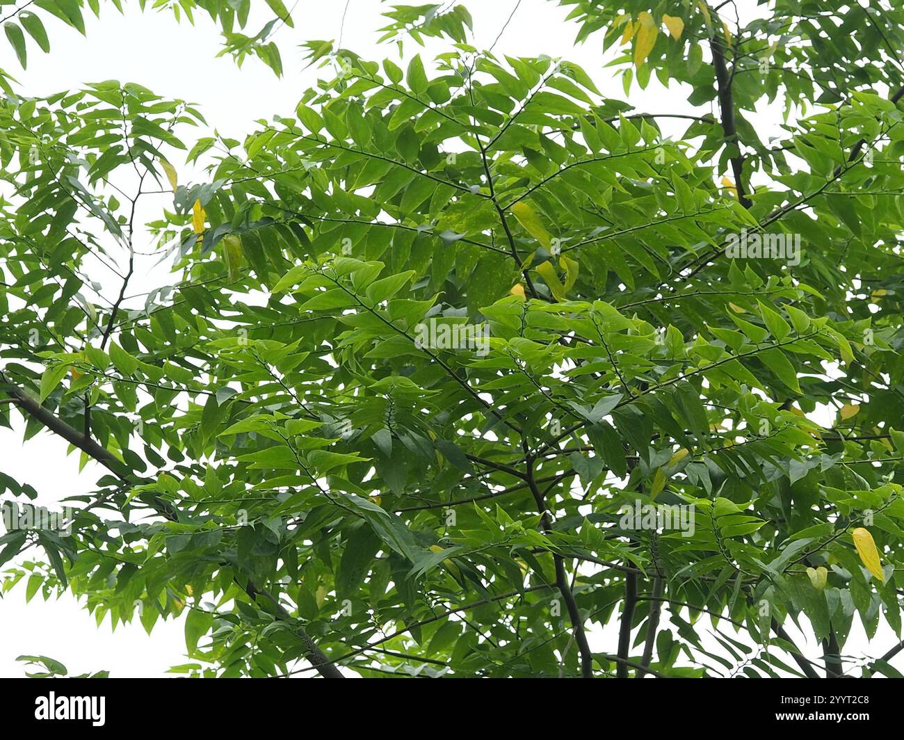 Oriental trema hi-res stock photography and images - Alamy