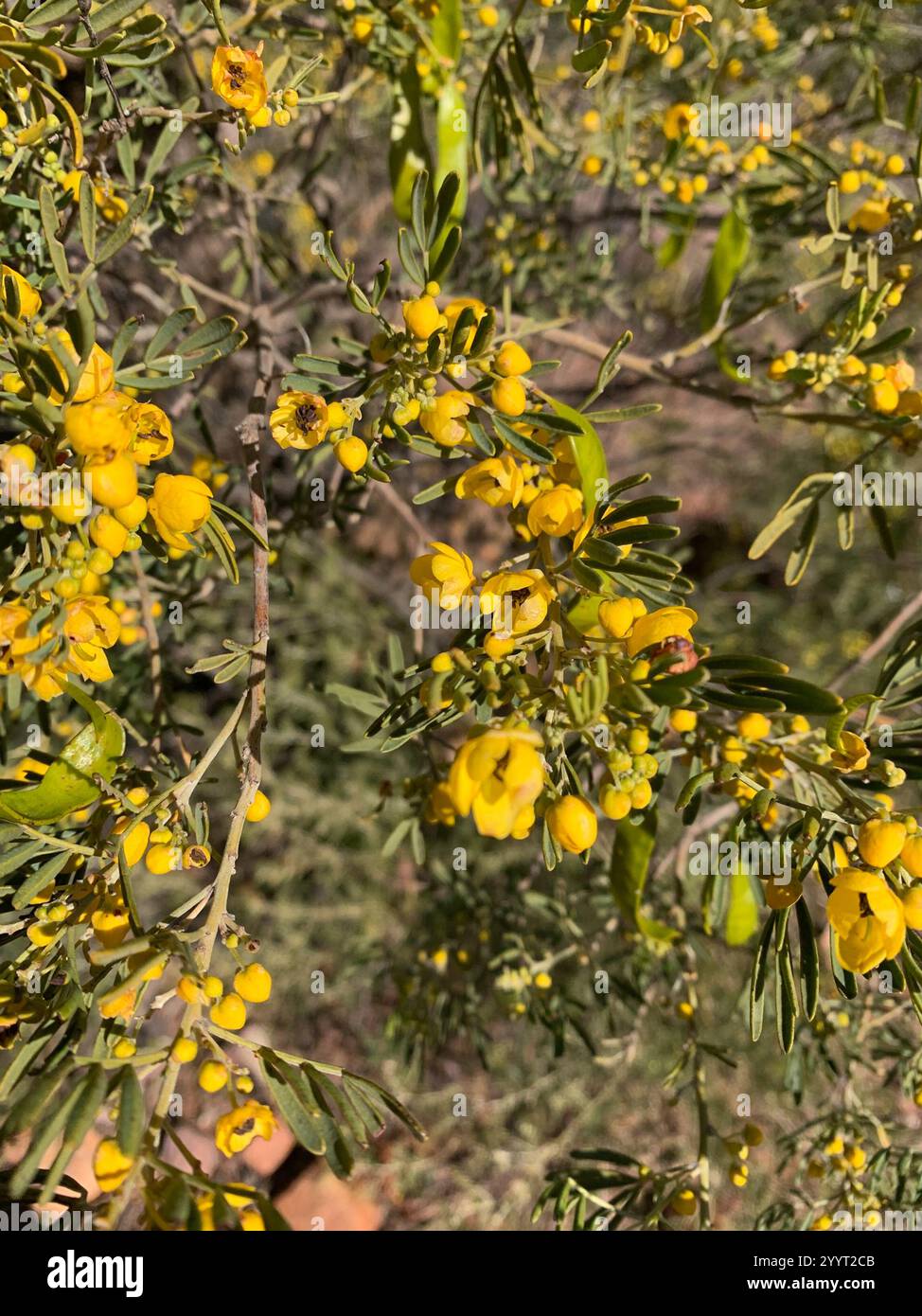 silver senna (Senna artemisioides Stock Photo - Alamy