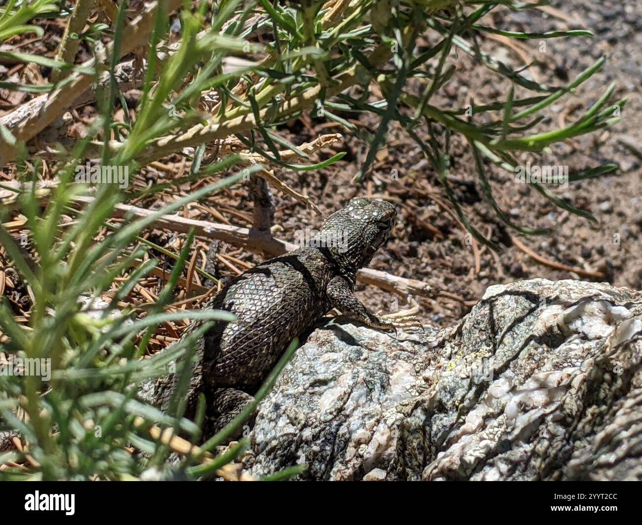 Plateau Fence Lizard (Sceloporus tristichus Stock Photo - Alamy