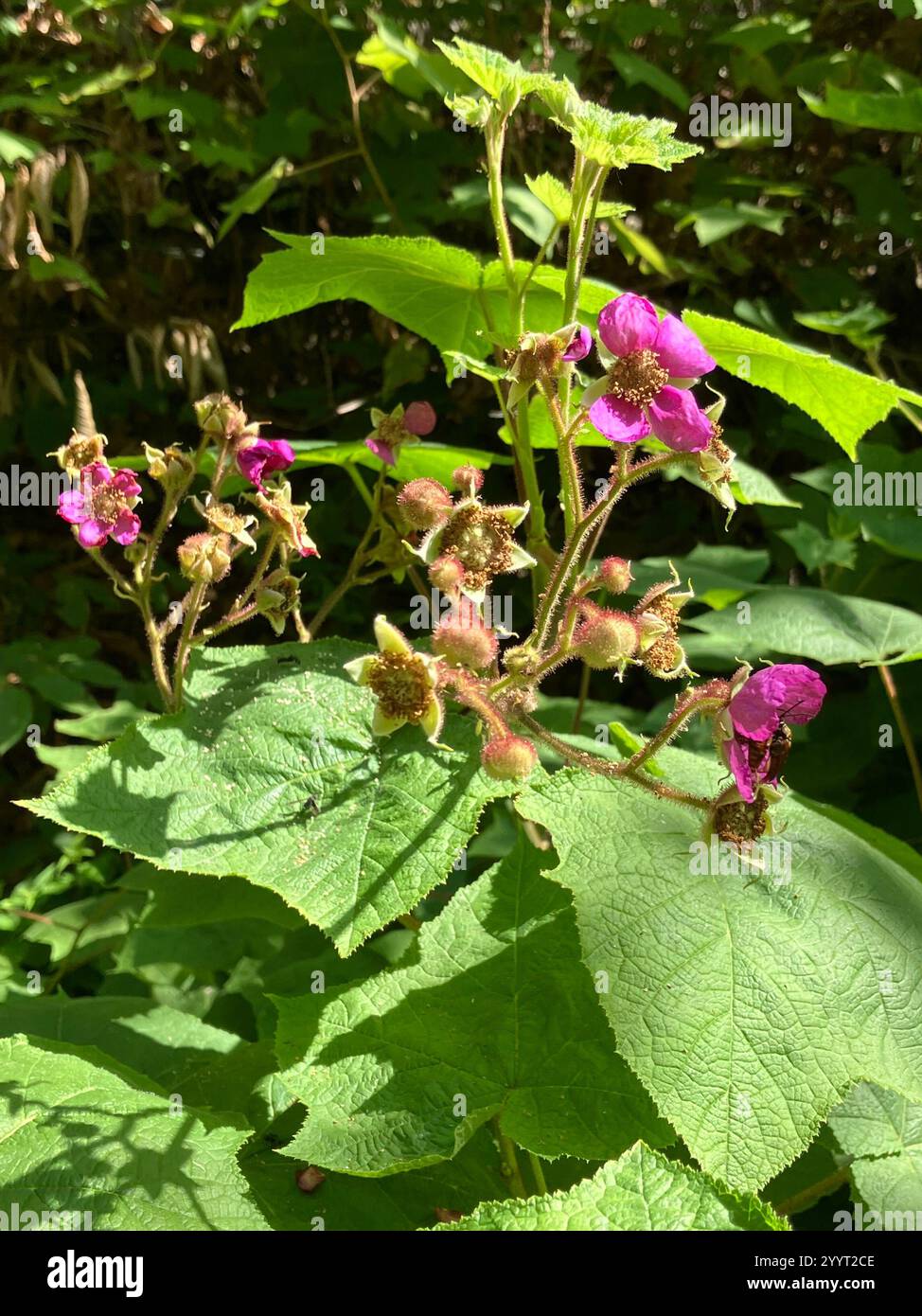 purple-flowered raspberry (Rubus odoratus Stock Photo - Alamy