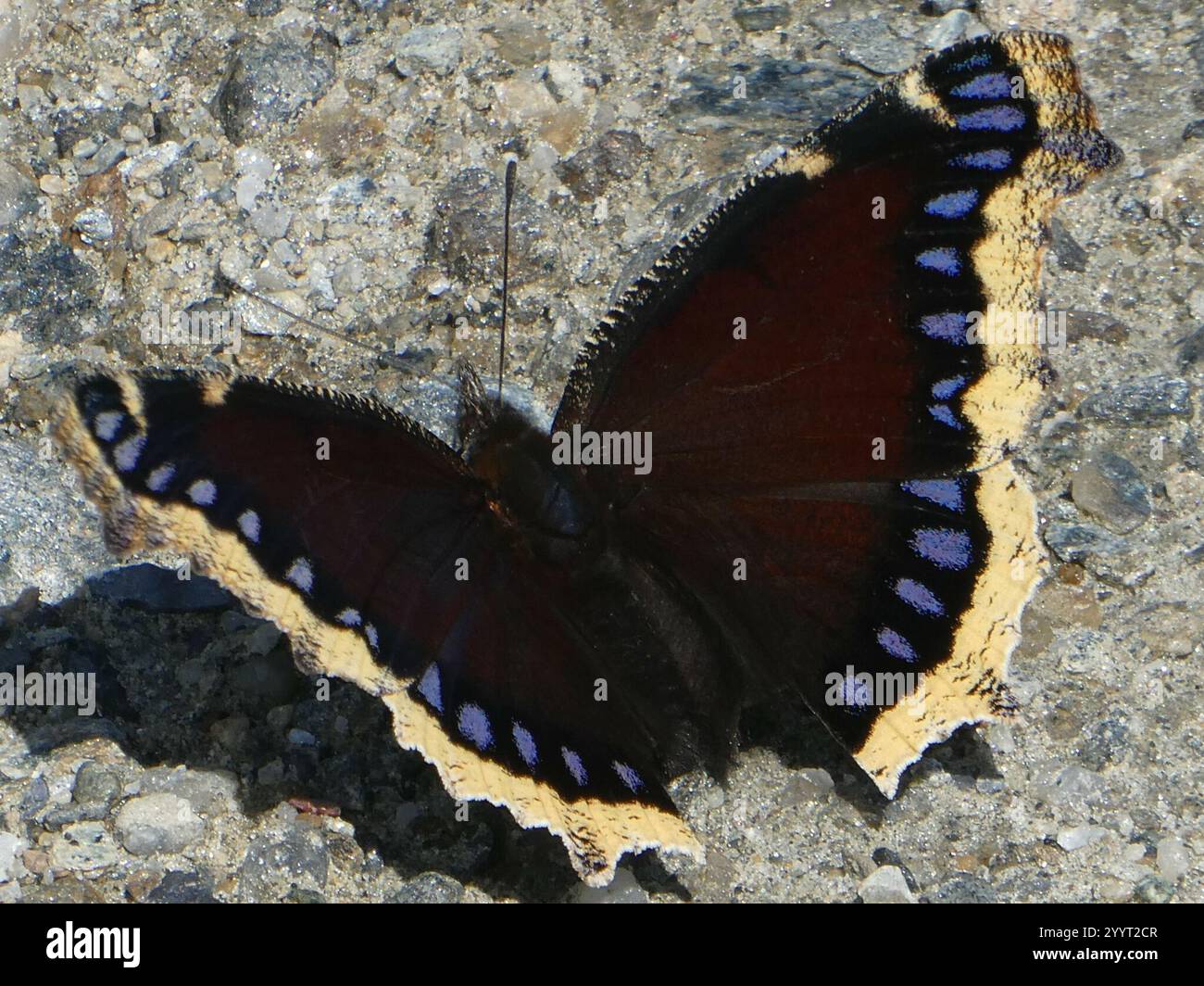 Mourning Cloak (Nymphalis antiopa Stock Photo - Alamy