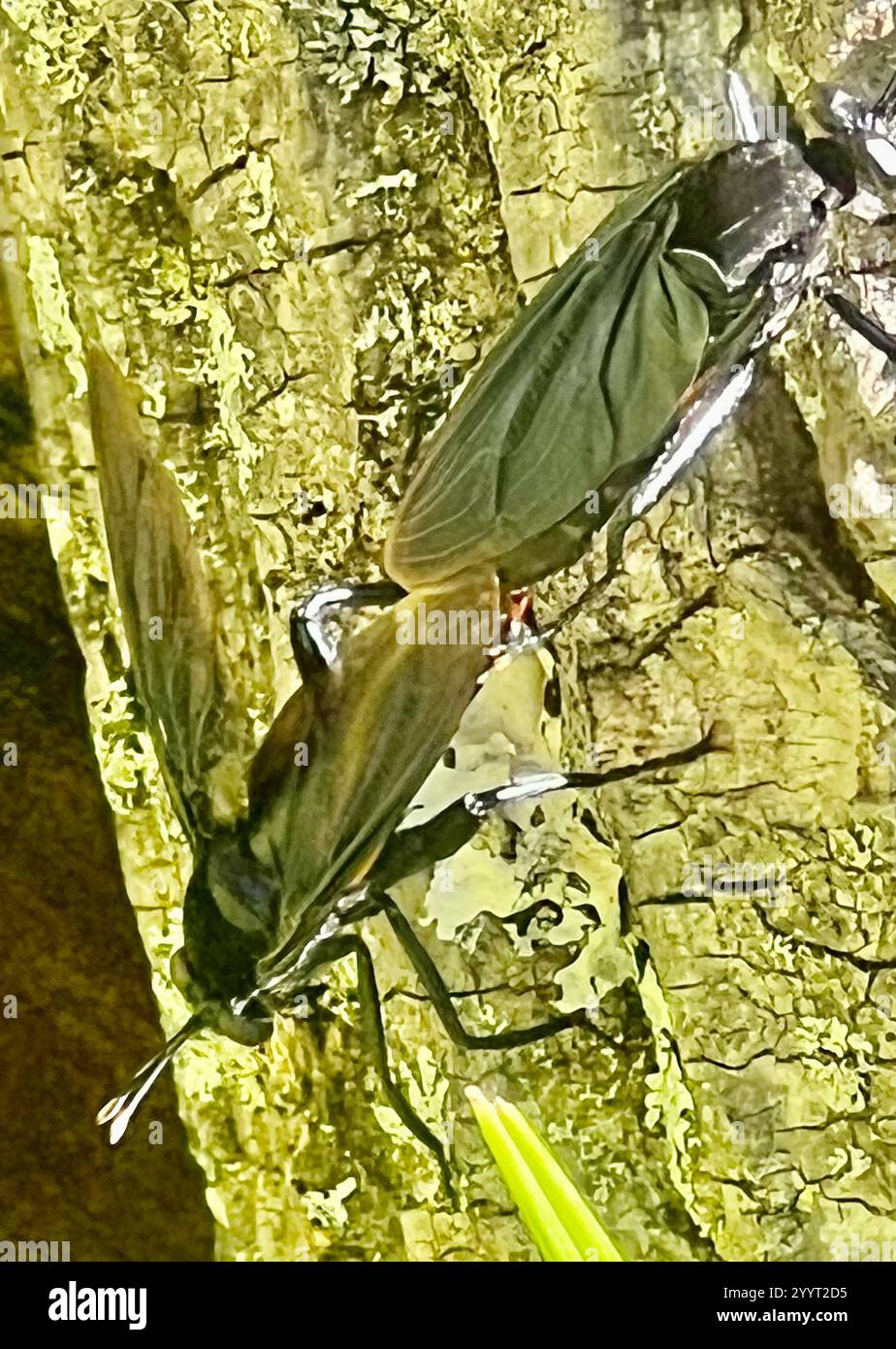 Clubbed Mydas Fly (Mydas clavatus Stock Photo - Alamy