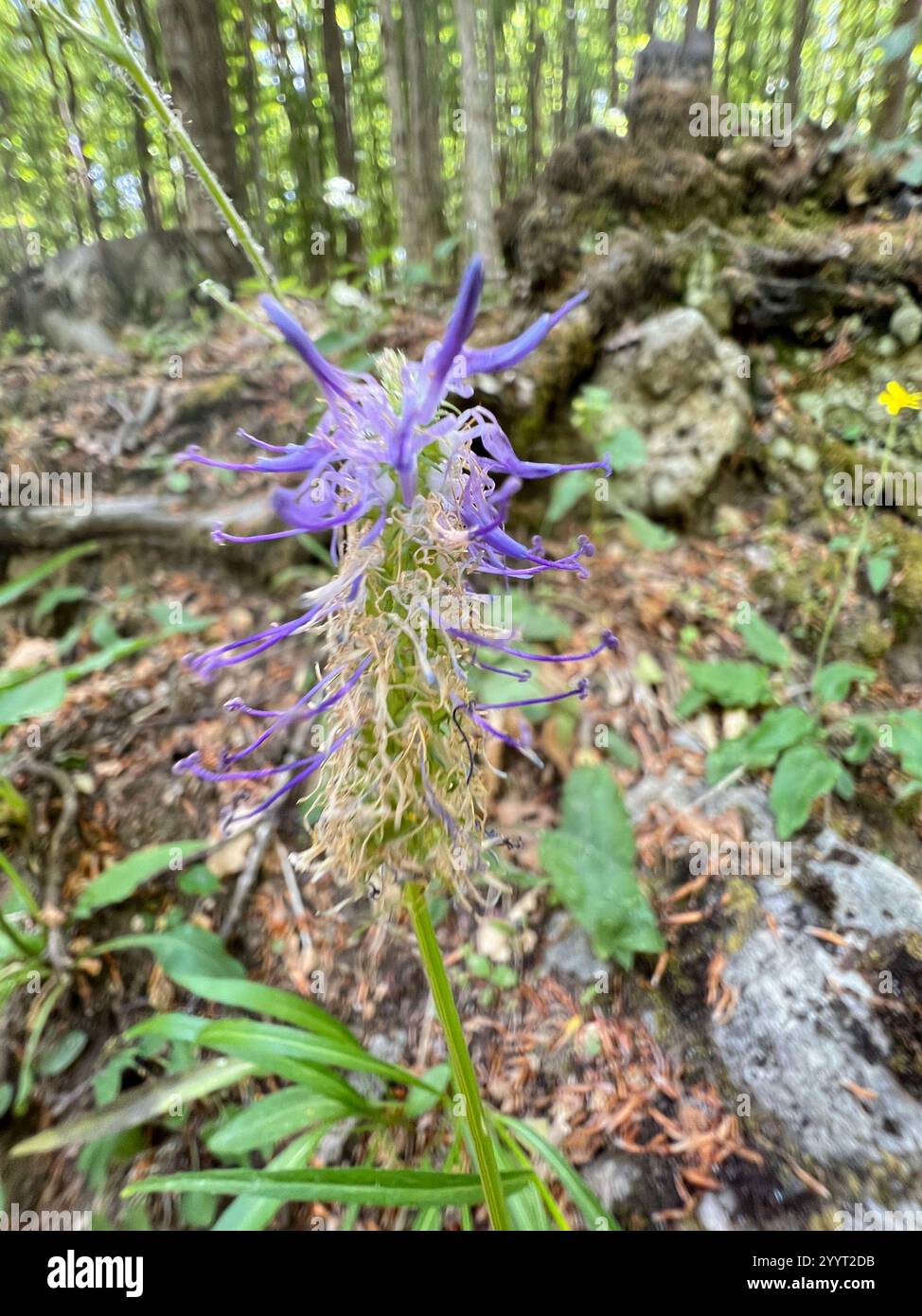 Scorzonera-leaved Rampion (Phyteuma scorzonerifolium Stock Photo - Alamy