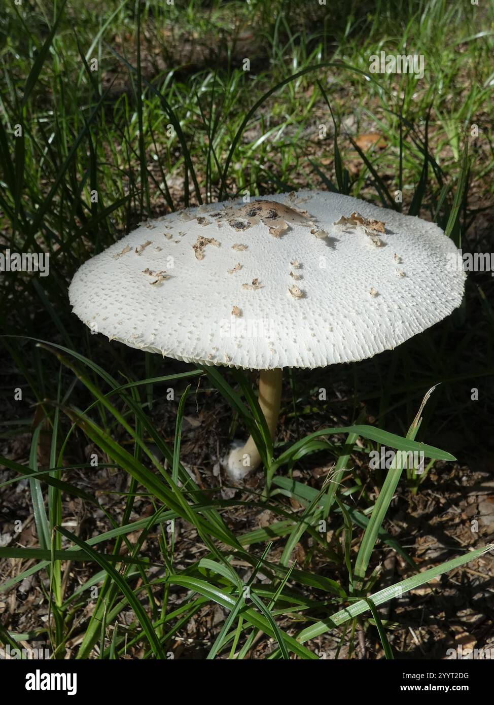 green-spored parasol (Chlorophyllum molybdites Stock Photo - Alamy