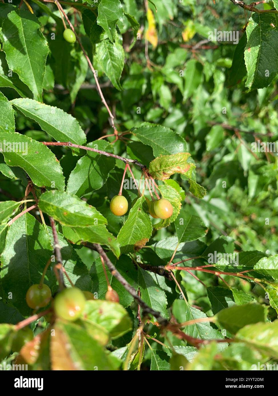 fire cherry (Prunus pensylvanica Stock Photo - Alamy