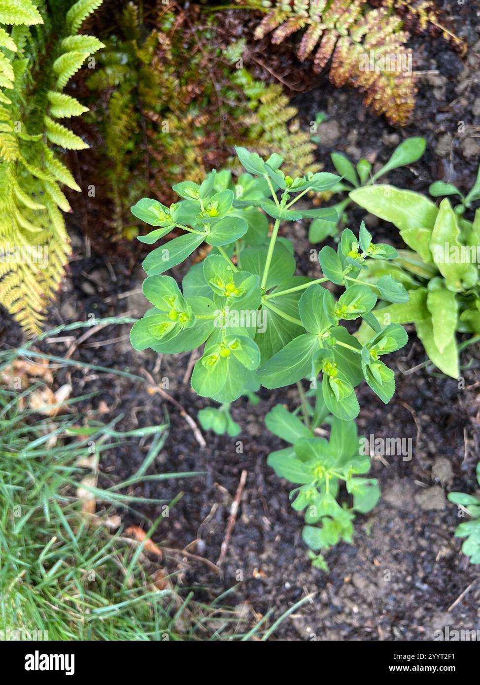 Sun spurge (Euphorbia helioscopia Stock Photo - Alamy