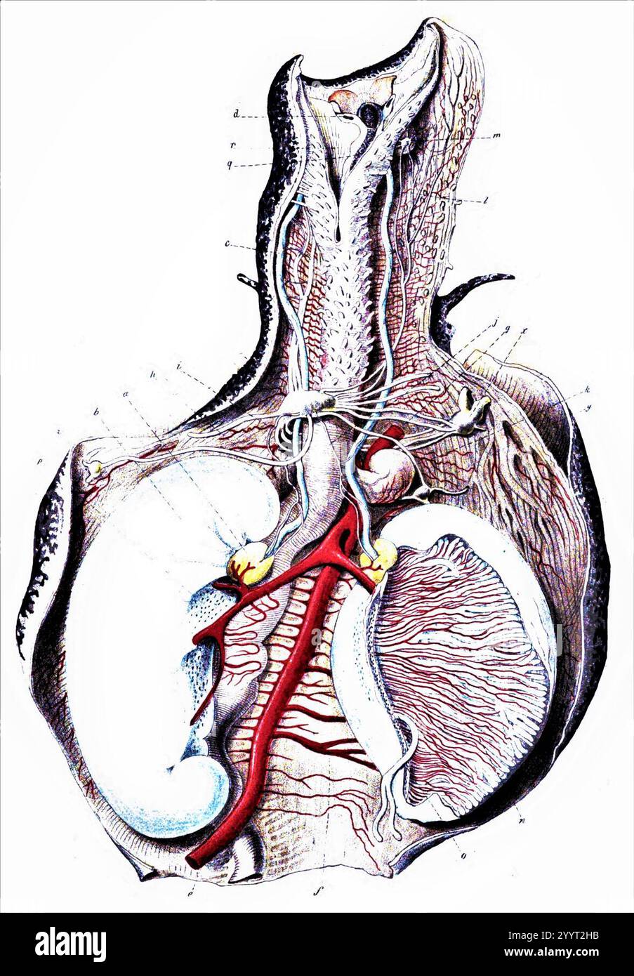 Dolium galea (Linnaeus, 1758) - Organi interni (Paolo Panceri, 1869 ...