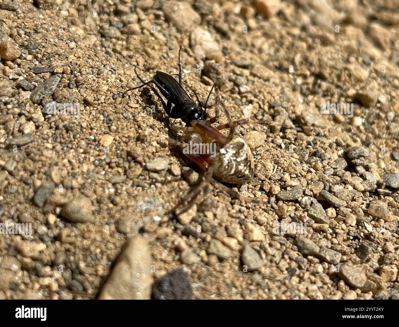 Spider Wasps (Pompilidae Stock Photo - Alamy