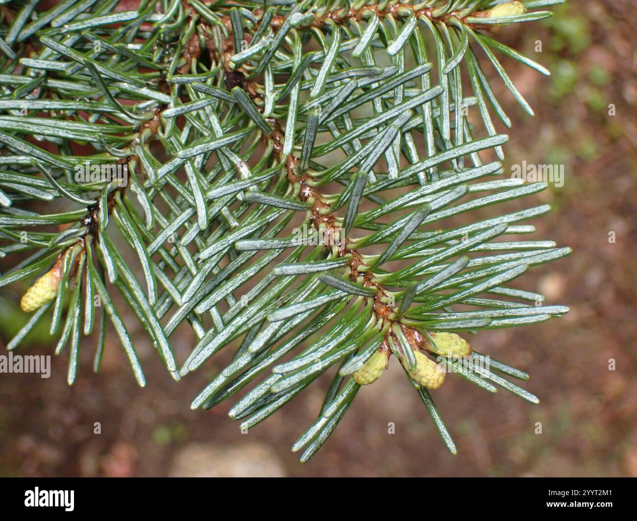subalpine fir (Abies lasiocarpa Stock Photo - Alamy
