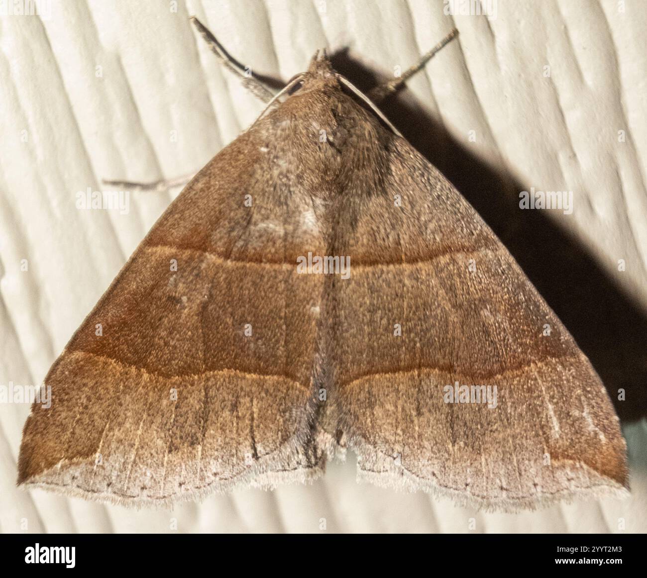 Maple Looper Moth (Parallelia bistriaris Stock Photo - Alamy