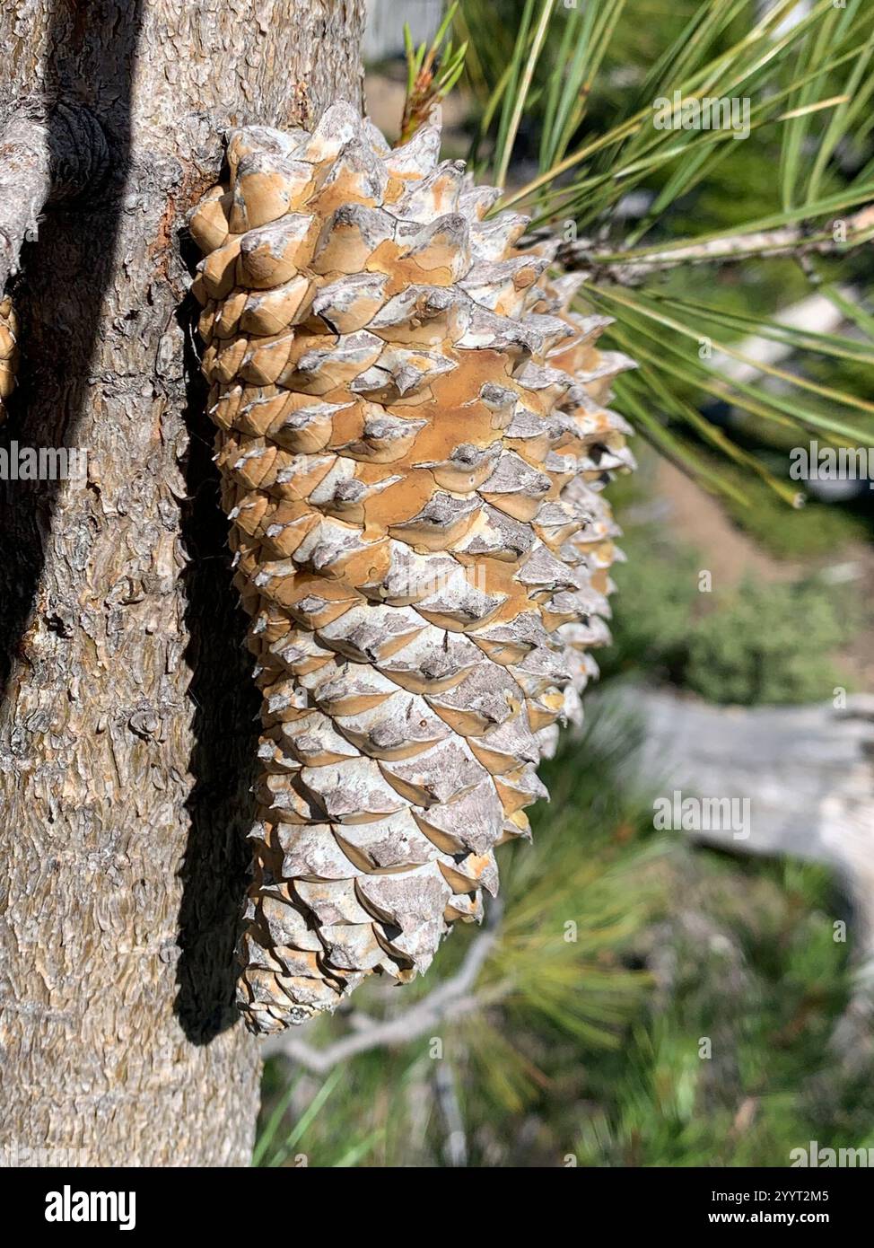 knobcone pine (Pinus attenuata Stock Photo - Alamy