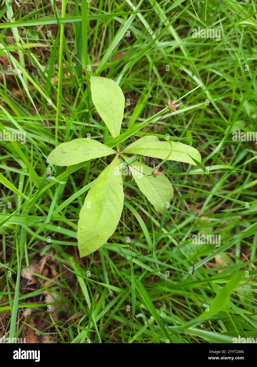 Arctic Starflower (Lysimachia europaea Stock Photo - Alamy