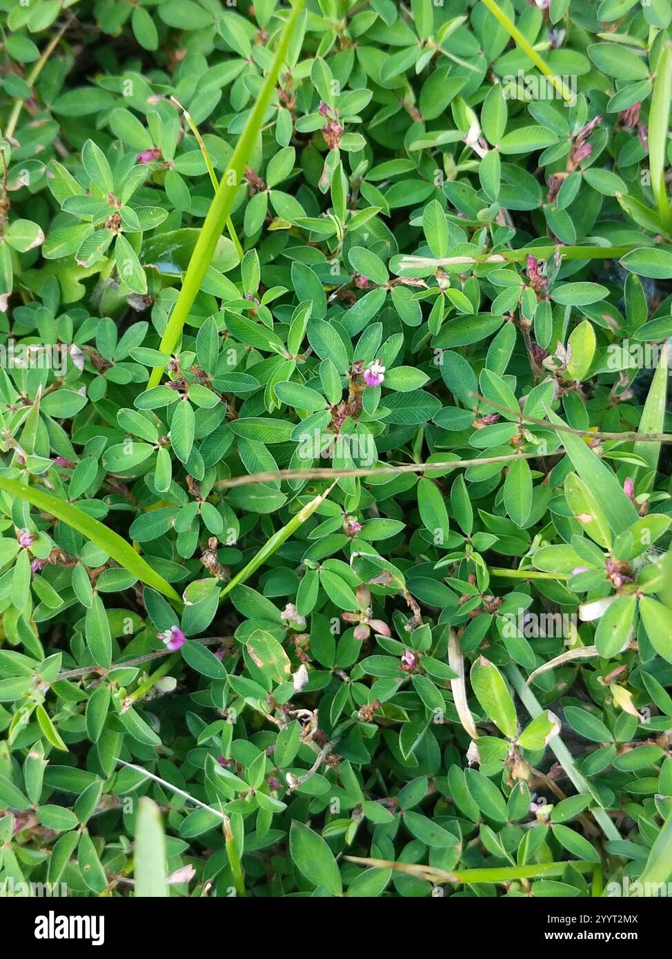 Japanese Clover (Kummerowia striata Stock Photo - Alamy