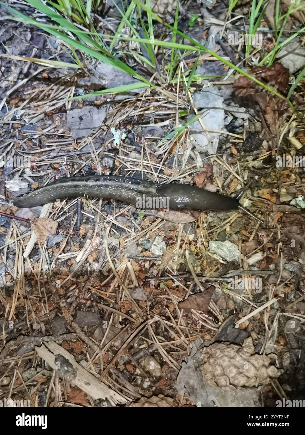 Ash-black Slug (Limax cinereoniger Stock Photo - Alamy