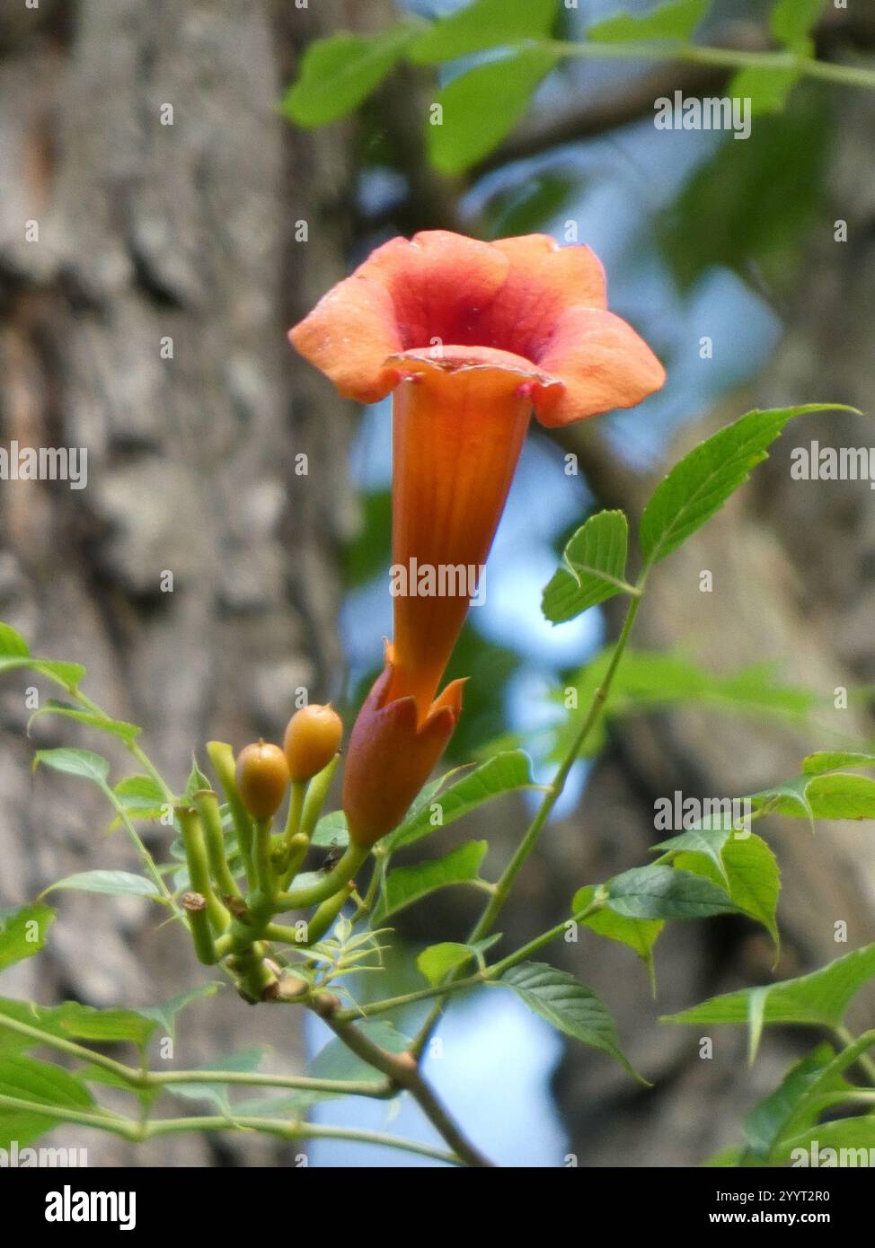 American trumpet vine (Campsis radicans Stock Photo - Alamy