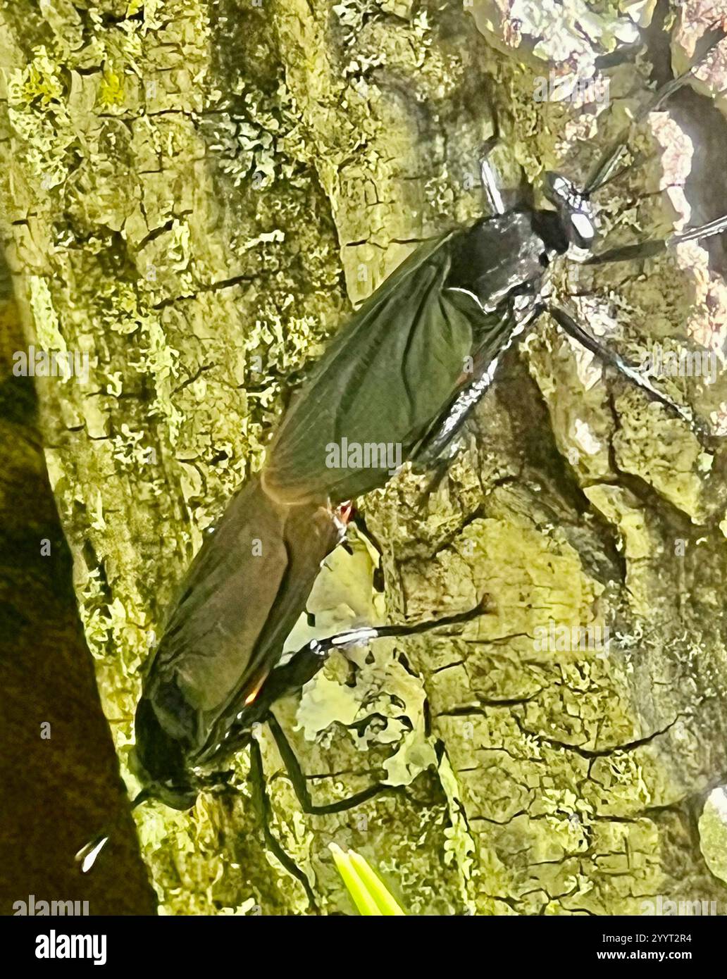 Clubbed mydas fly hi-res stock photography and images - Alamy